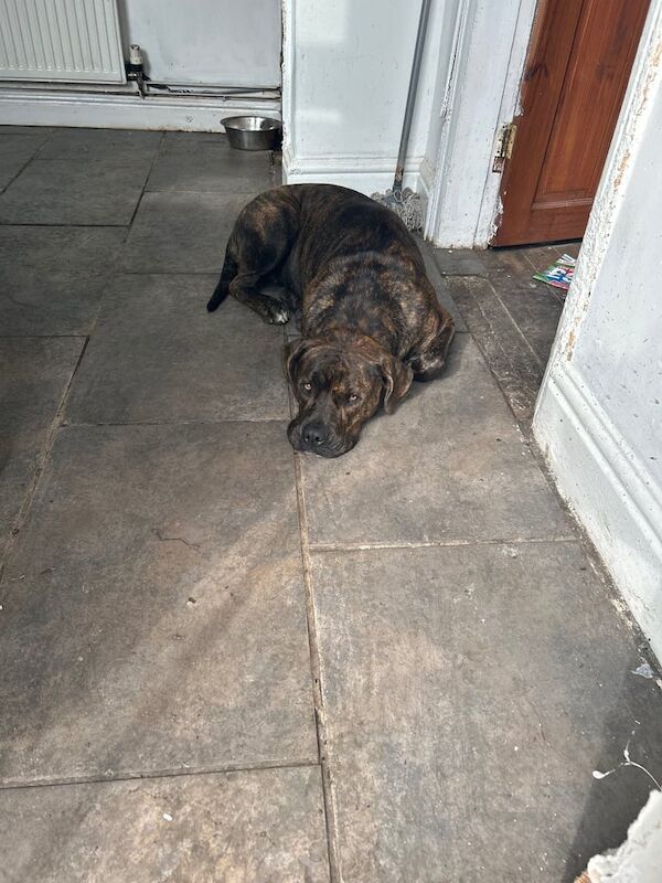 Buy and sell Cane Corso puppies and dogs online | Cane Corso Owners