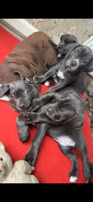 Kennel Club Registered Cane Corso Puppies For Sale | Cane Corso Owners