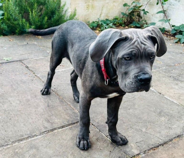 Kennel Club Registered Cane Corso Puppies For Sale | Cane Corso Owners