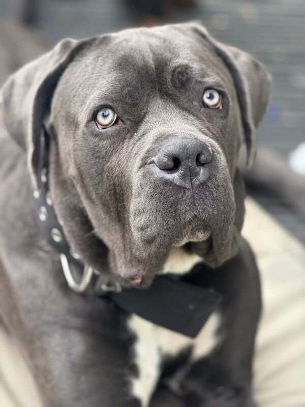Kennel Club Registered Cane Corso Puppies For Sale | Cane Corso Owners