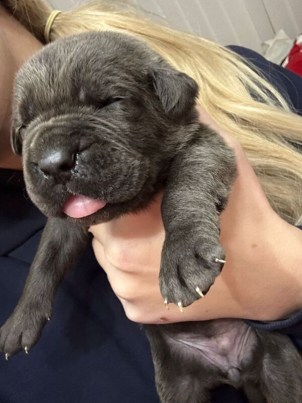 Cane Corso Puppies For Sale In Bolton, Manchester | Cane Corso Owners