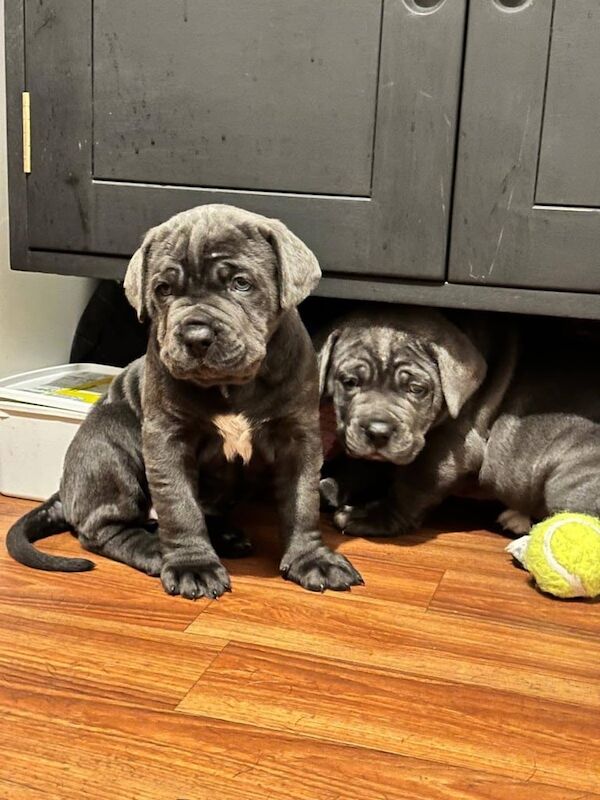 Cane Corso Pups For Sale in Walnut Tree, Buckinghamshire