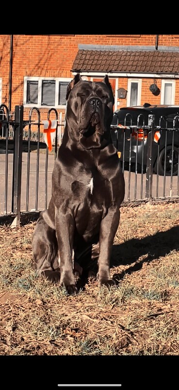 Buy and sell Cane Corso puppies and dogs online | Cane Corso Owners
