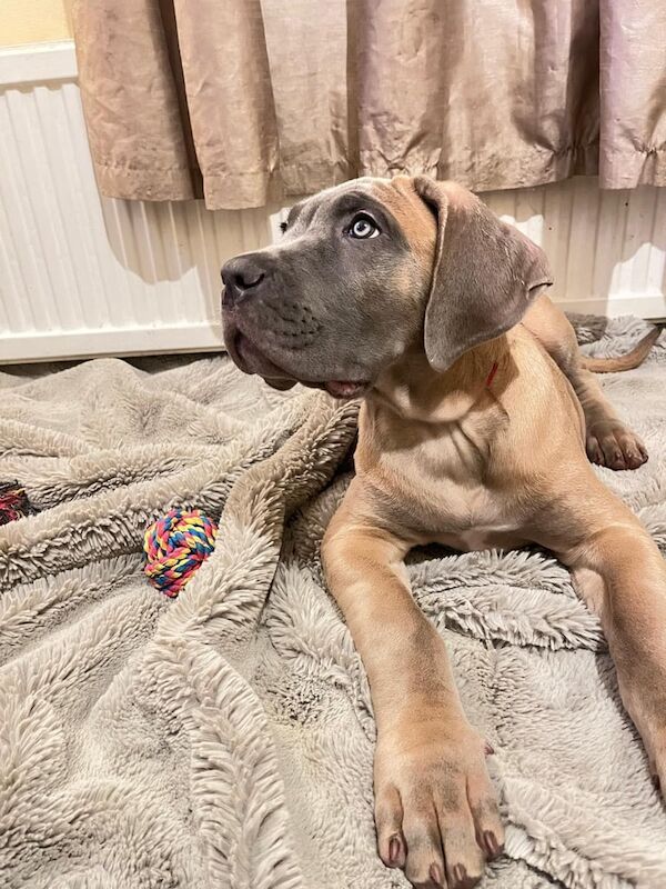 Exceptional Full Pedigree Cane Corso Puppies For Sale in Barking ...