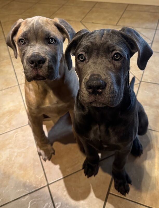 Exceptional Full Pedigree Cane Corso Puppies For Sale in Barking ...