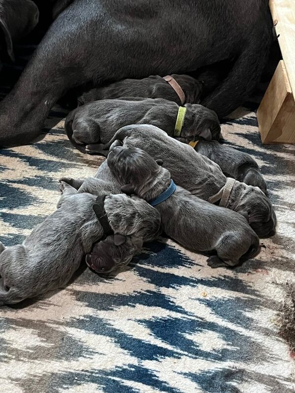 Kennel Club Registered Cane Corso Puppies For Sale | Cane Corso Owners